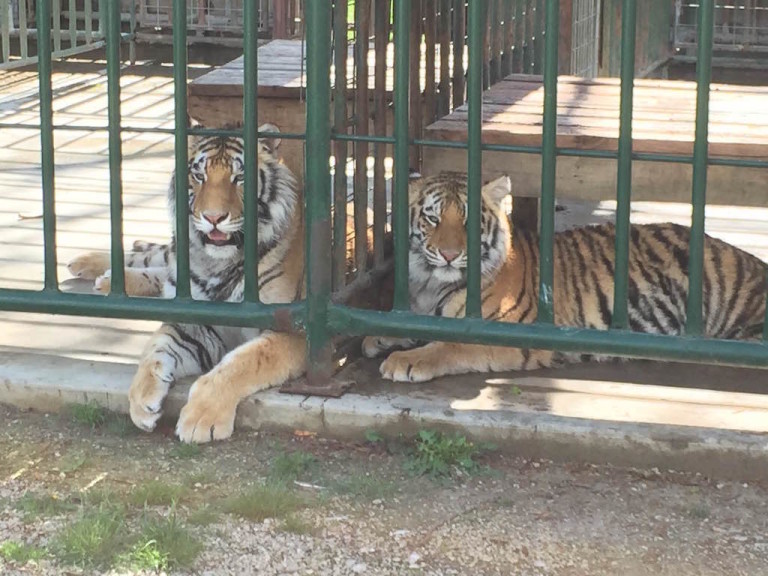 Cedar Cove Feline Conservatory - JoCo Homeschool